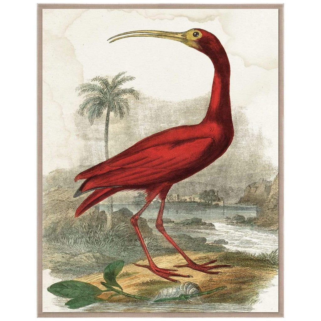 Natural Curiosities Lord Turnbull – Meadow Blu